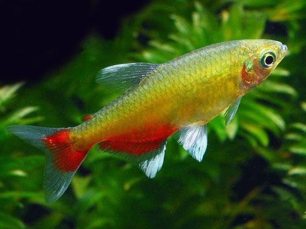 Tetras – Living Aqua