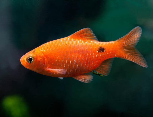 Barbos – Living Aqua