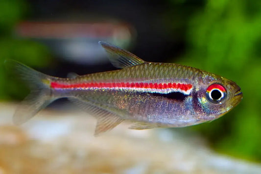 Tetras – Living Aqua